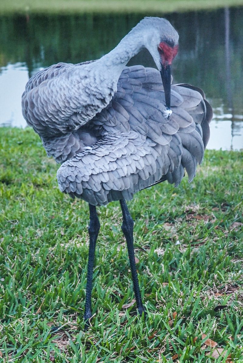 Through His Eyes | Lowcountry Weekly