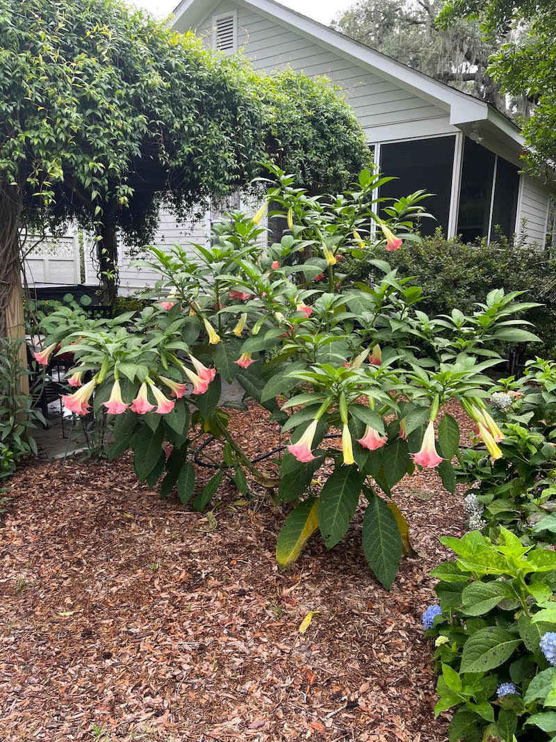 27th Annual Garden a Day | Lowcountry Weekly