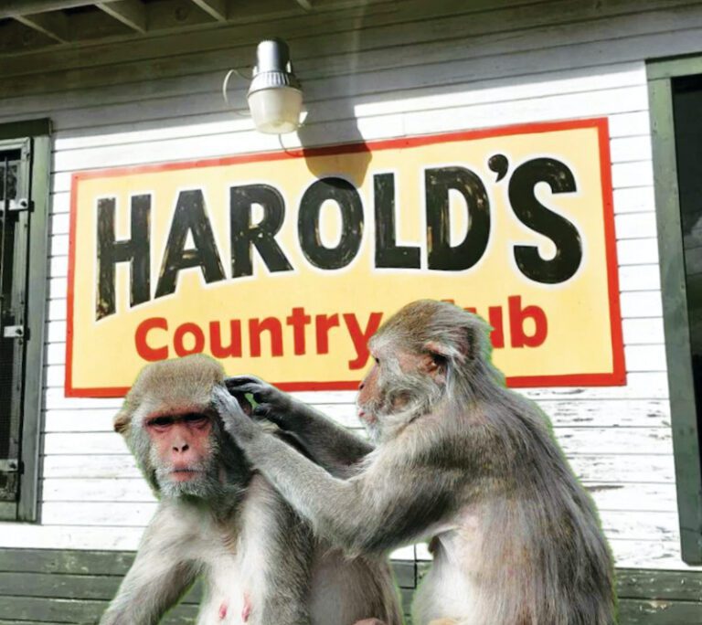 They Don't Monkey Around at Harold's Country Club | Lowcountry Weekly