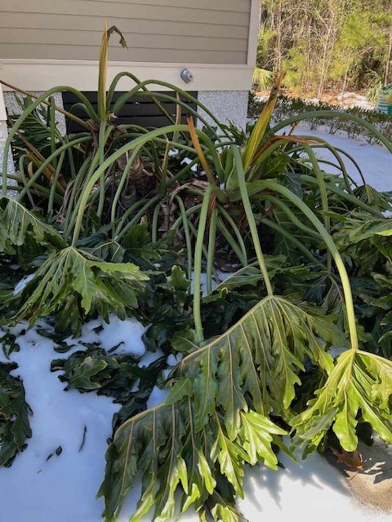 The Snow and Ice Have Melted – Now What? | Lowcountry Weekly